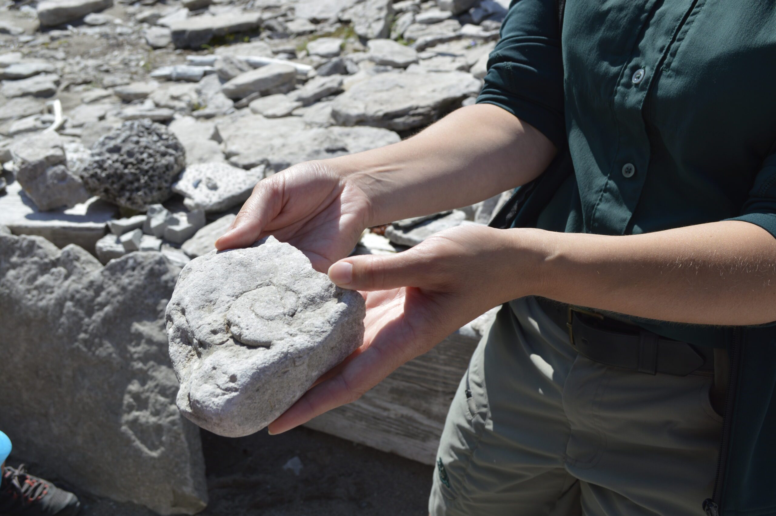 Fantastic Fossils - Exploring by the Seat