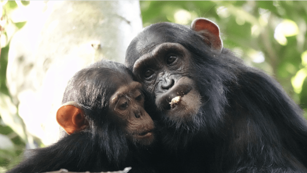 Daily Dive # 015 | First Evidence That Chimpanzees Share Experiences ...