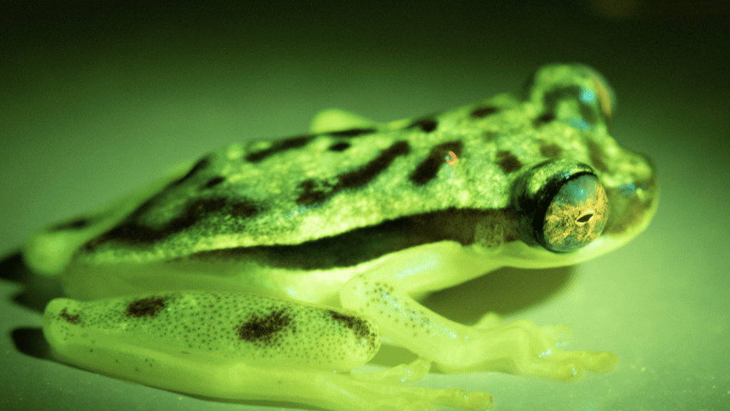 Daily Dive # 059 | The Secret World of Biofluorescent Frogs - Exploring ...