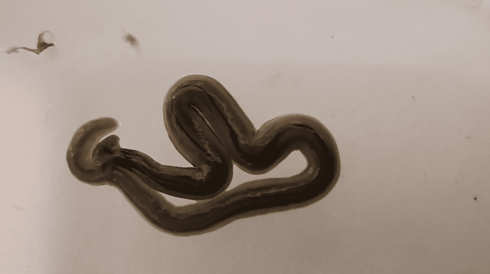 Daily Dive # 063 | The Spread of Invasive Hammerhead Worms - Exploring ...