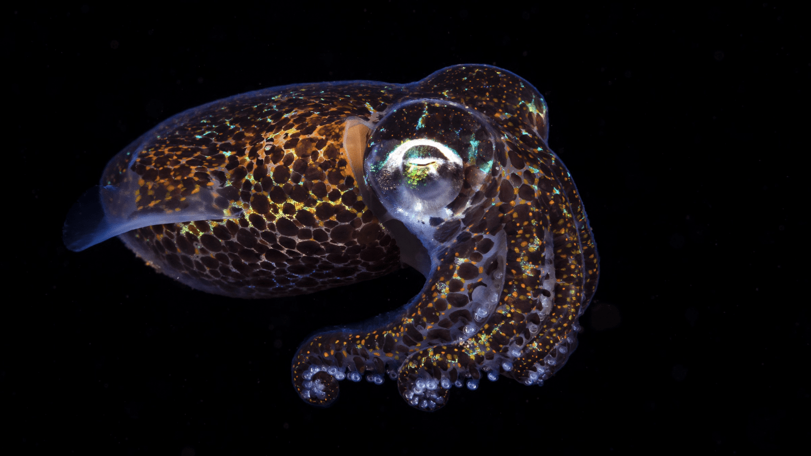 Daily Dive # 064 | A Glowing Relationship Between Hawaiian Bobtail ...