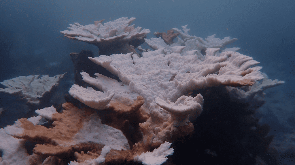 Daily Dive # 068 | Our Coral Reefs Are In (Record) Hot Water ...