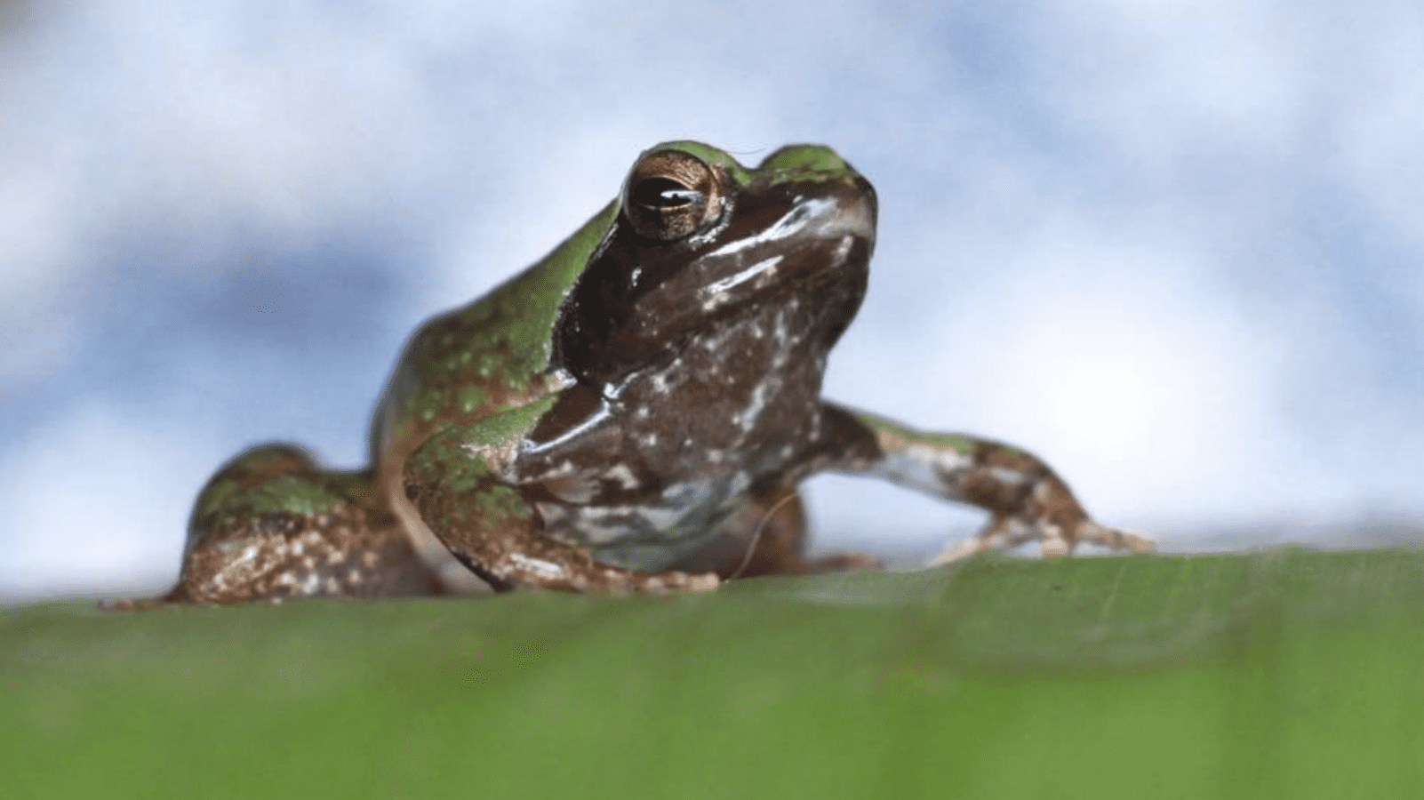 Daily Dive # 092 | Status and Conservation of the Critically Endangered ...