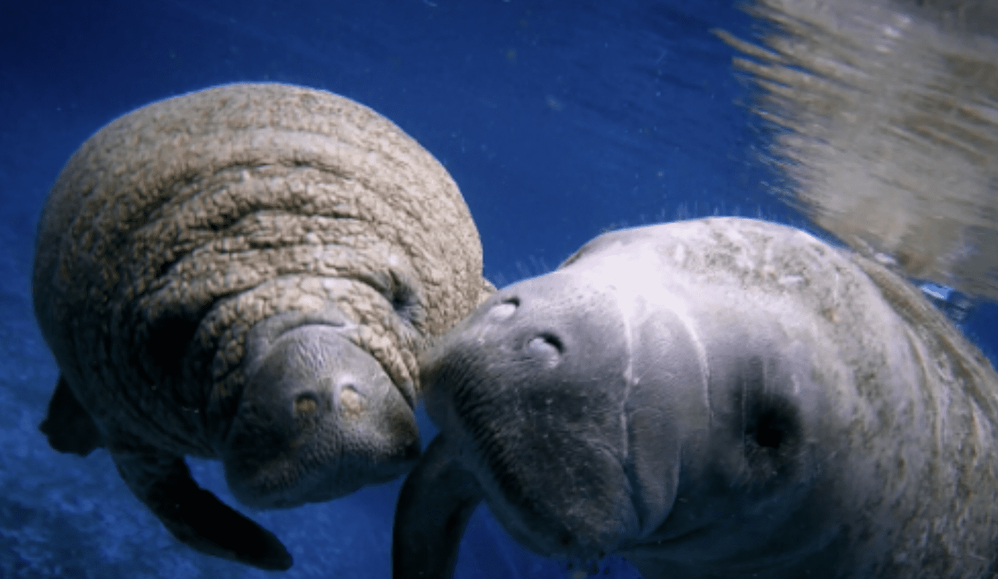 Saving Manatees with Jessica Mailliez - Exploring by the Seat