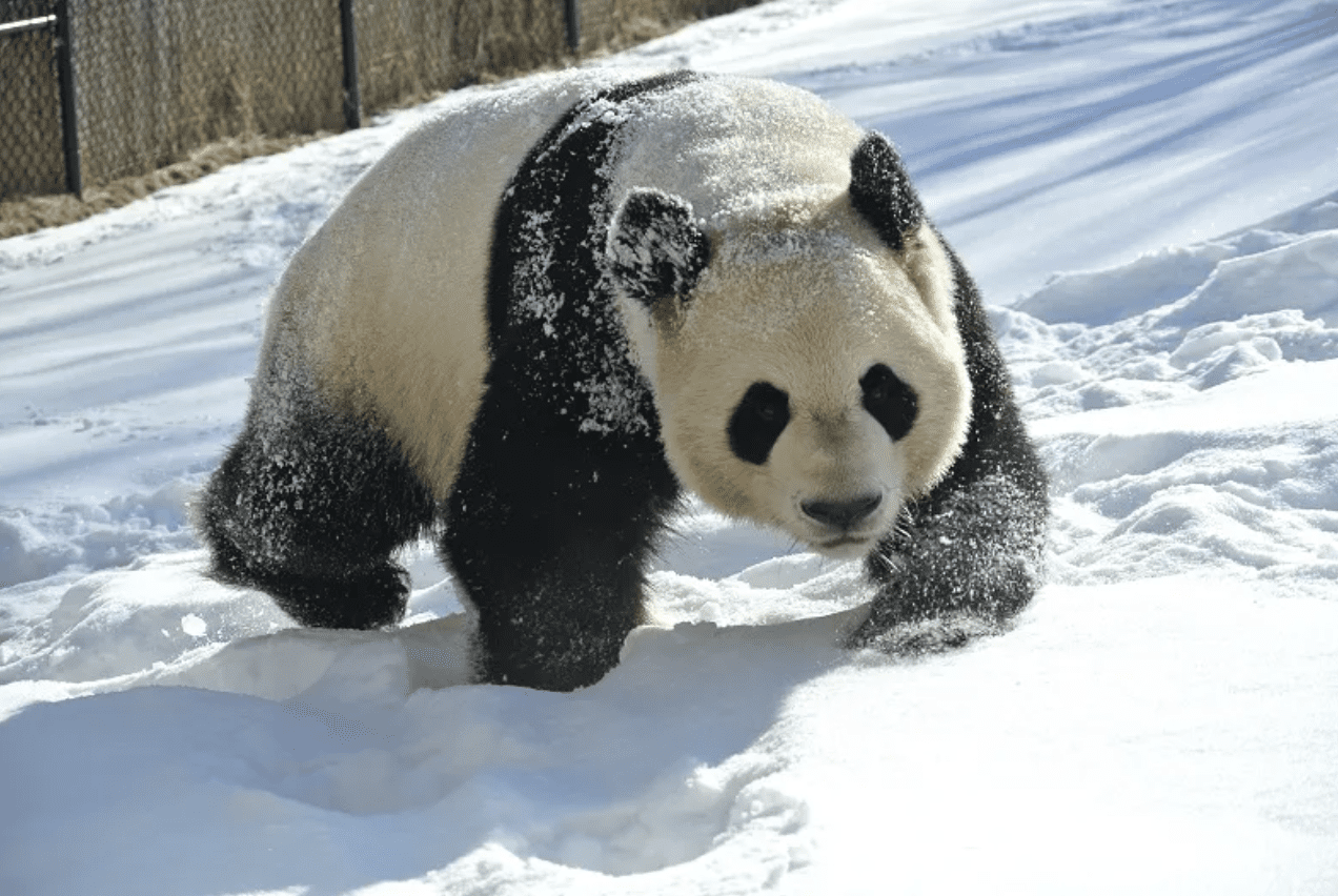 Prepare for the Cold at The Toronto Zoo - Exploring by the Seat