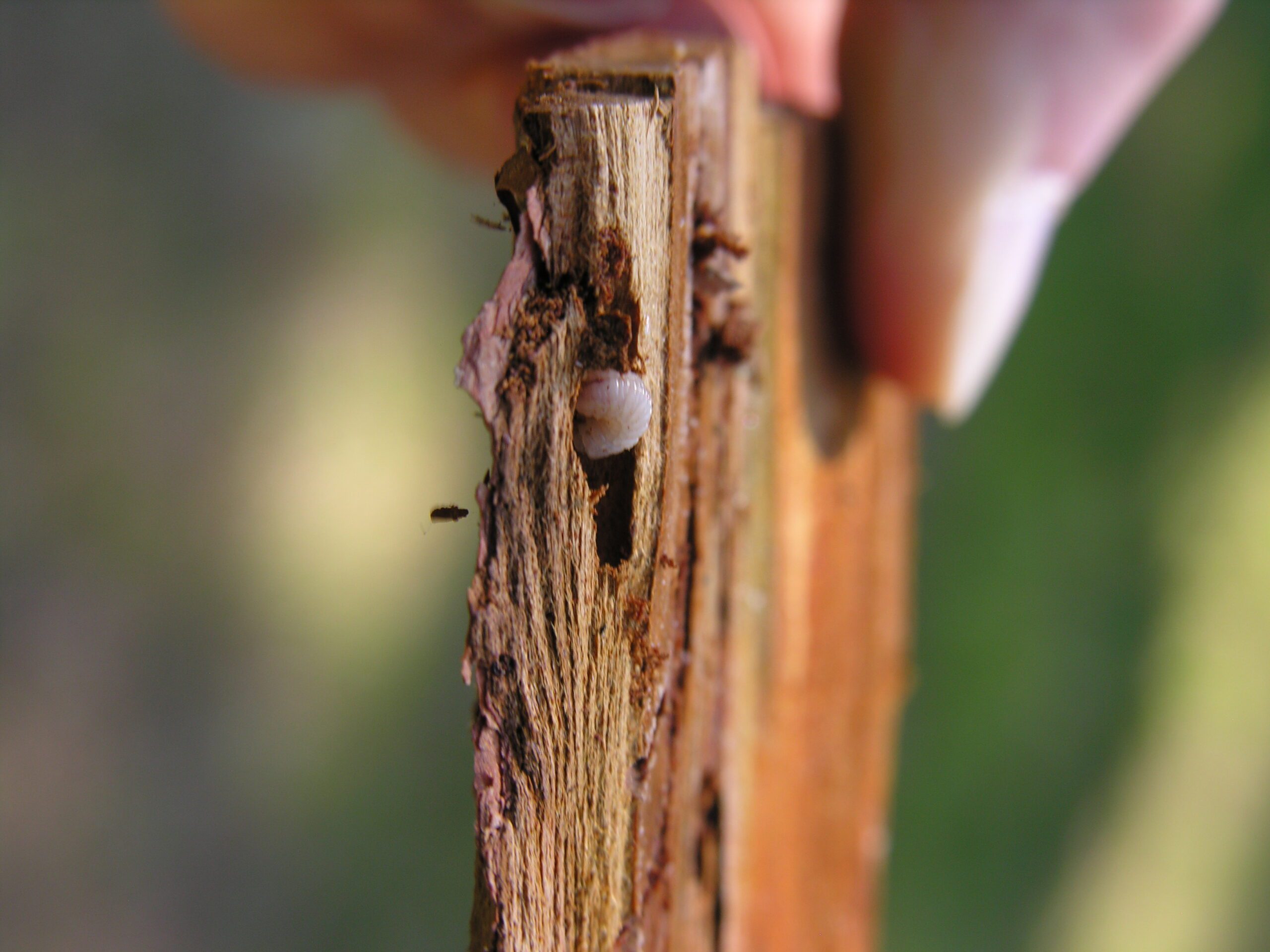 Tiny, Yet Mighty - Exploring by the Seat