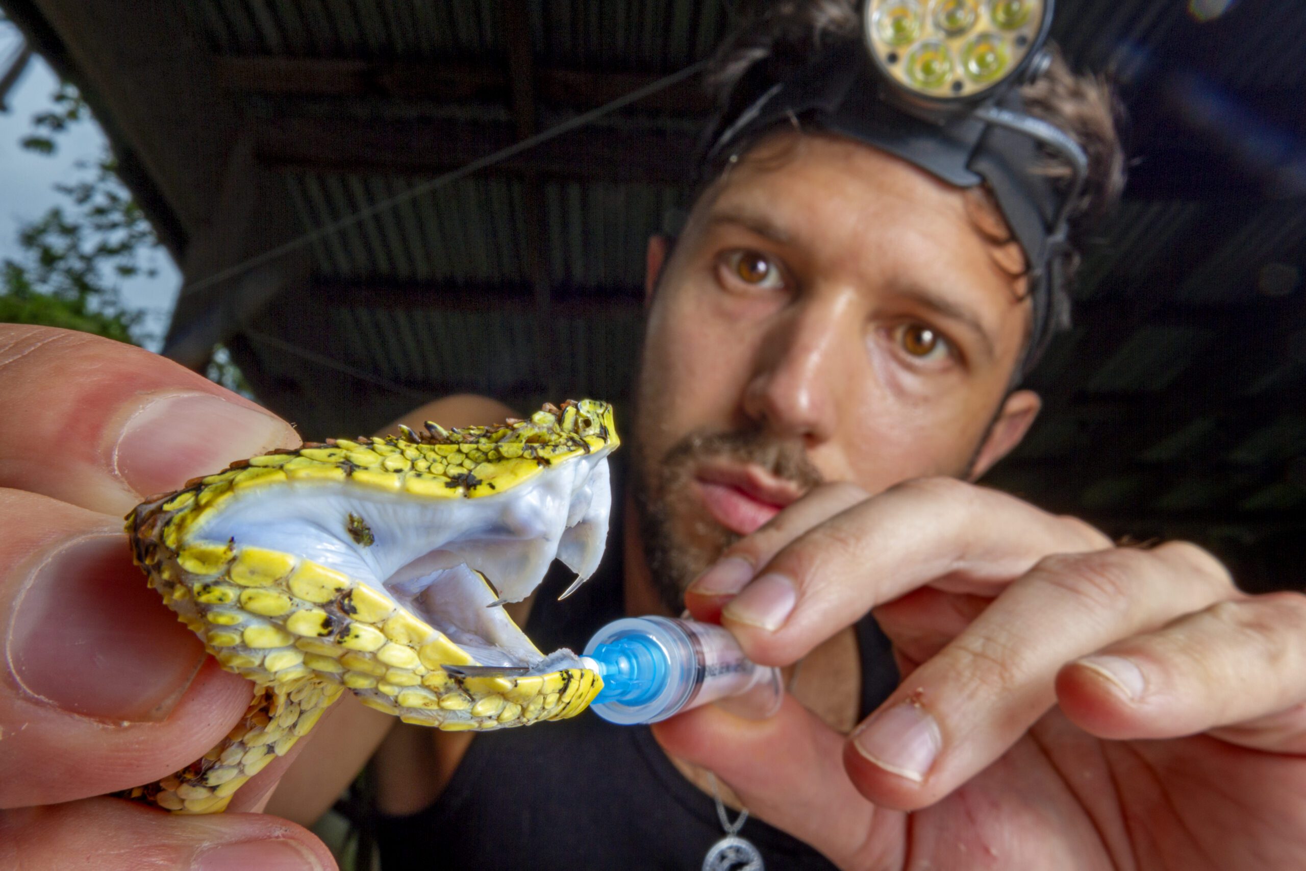 Finding New Species in the Rainforest with Alejandro Arteaga ...