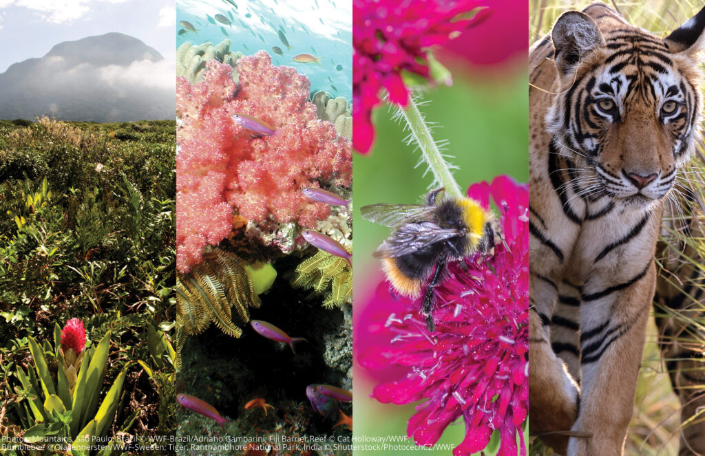 World Wildlife Fund - Exploring by the Seat