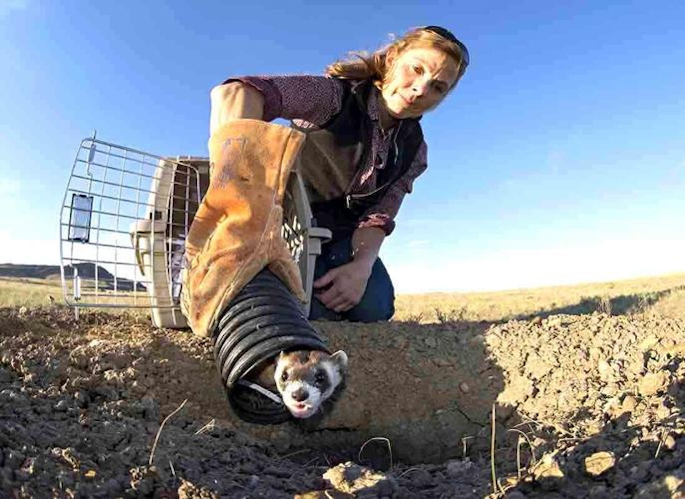 Fighting Extinction – The Black-footed Ferret Success - Exploring by ...