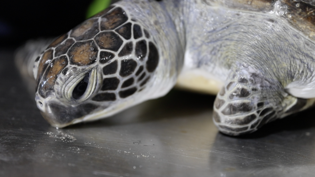 Daily Dive # 153 | Ryan's Story - A Sea Turtle Rescue and Release ...