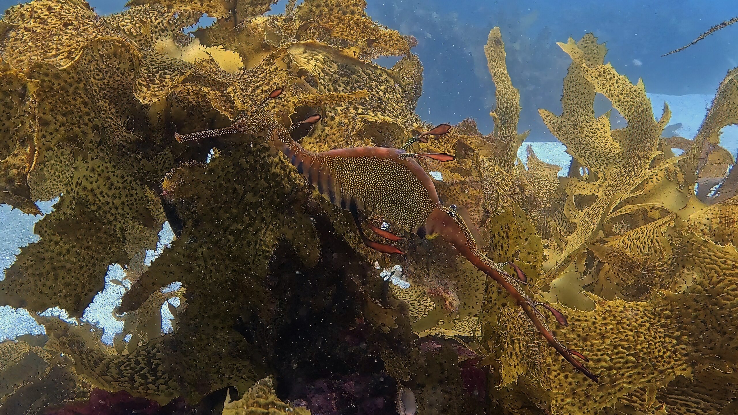 Daily Dive # 145 | Meet Australia's Weedy Seadragon - Exploring by the Seat