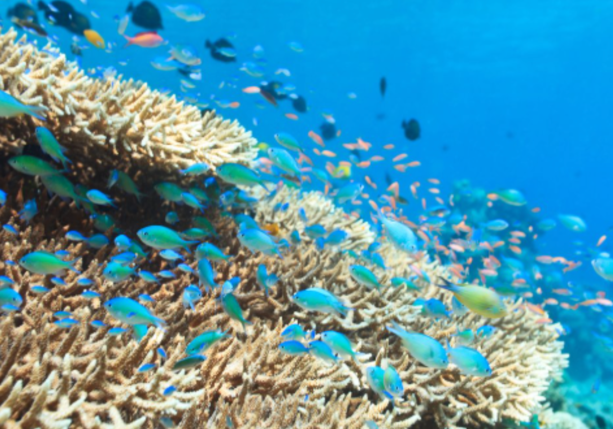 Hope for Coral Reefs with Tim Lamont - Exploring by the Seat