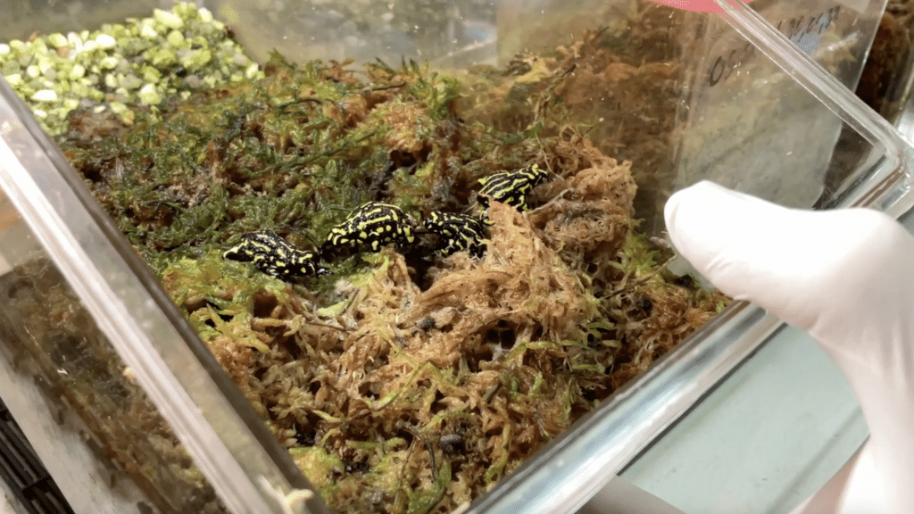 Daily Dive # 183 | An Ark for the Northern Corroboree Frog at Australia ...