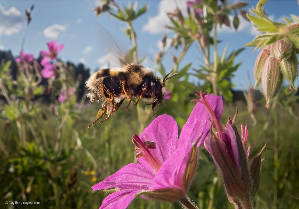 Shiny, Stripey, Super Bees! - Exploring by the Seat