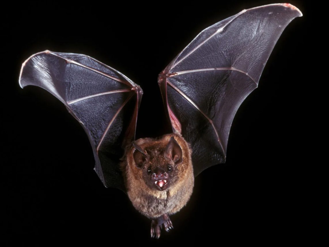 Bat Basics With Ellen Whittle - Exploring by the Seat