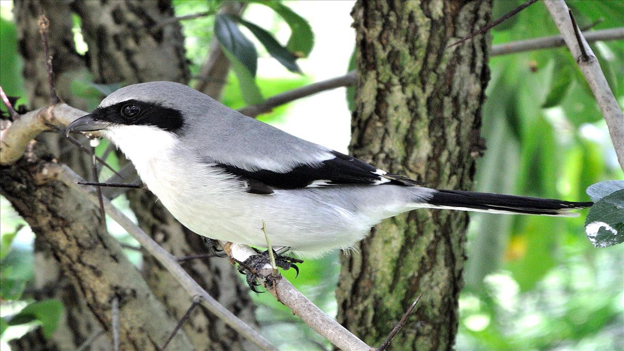 Daily Dive # 270 | Eastern Loggerhead Shrike Breeding Program at the ...